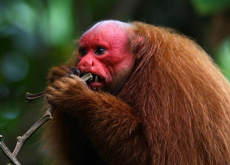 Ouakari chauve - Philippe Decressac